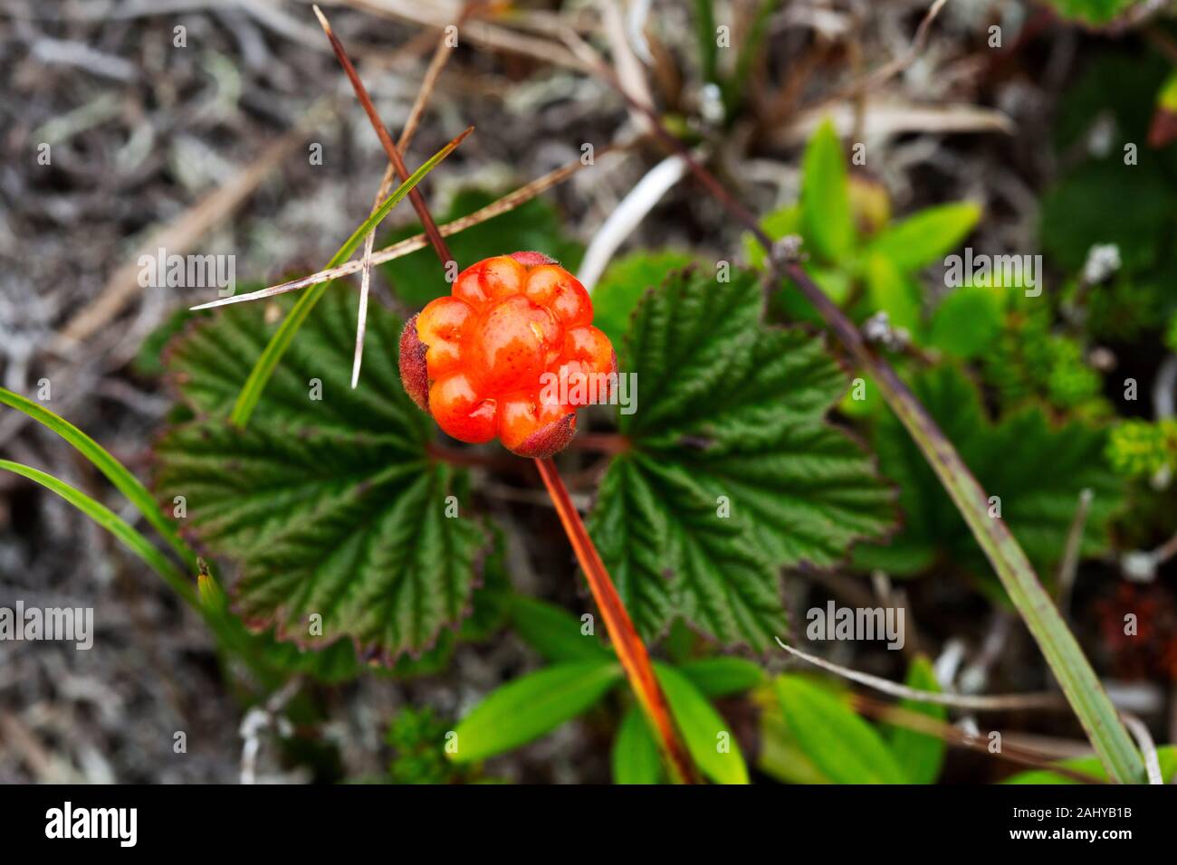 Rubus Chamaemorus High Resolution Stock Photography and Images - Alamy