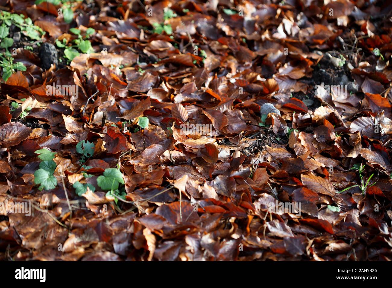 Winter dead leafs on ground macro background high quality Stock Photo ...