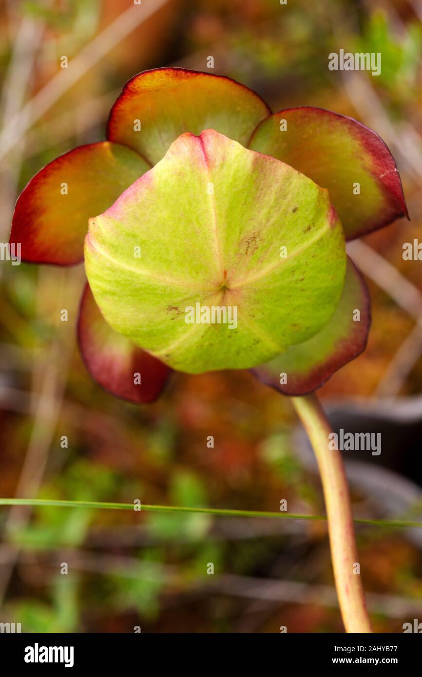 Purple pitcher plant growing in Newfoundland and Labrador, Canada. It ...