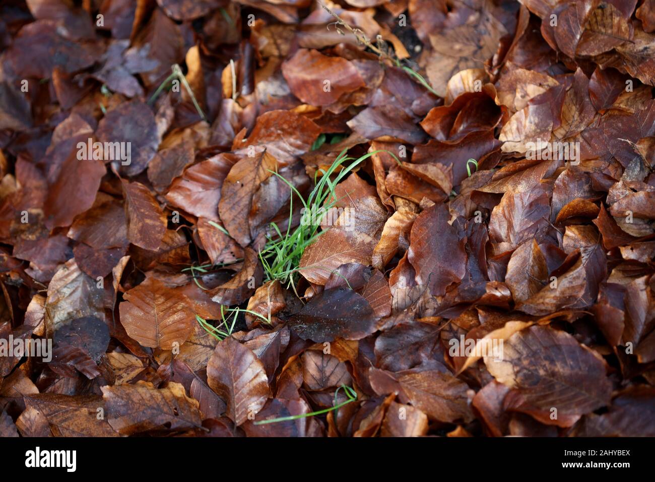 Winter dead leafs on ground macro background high quality Stock Photo ...