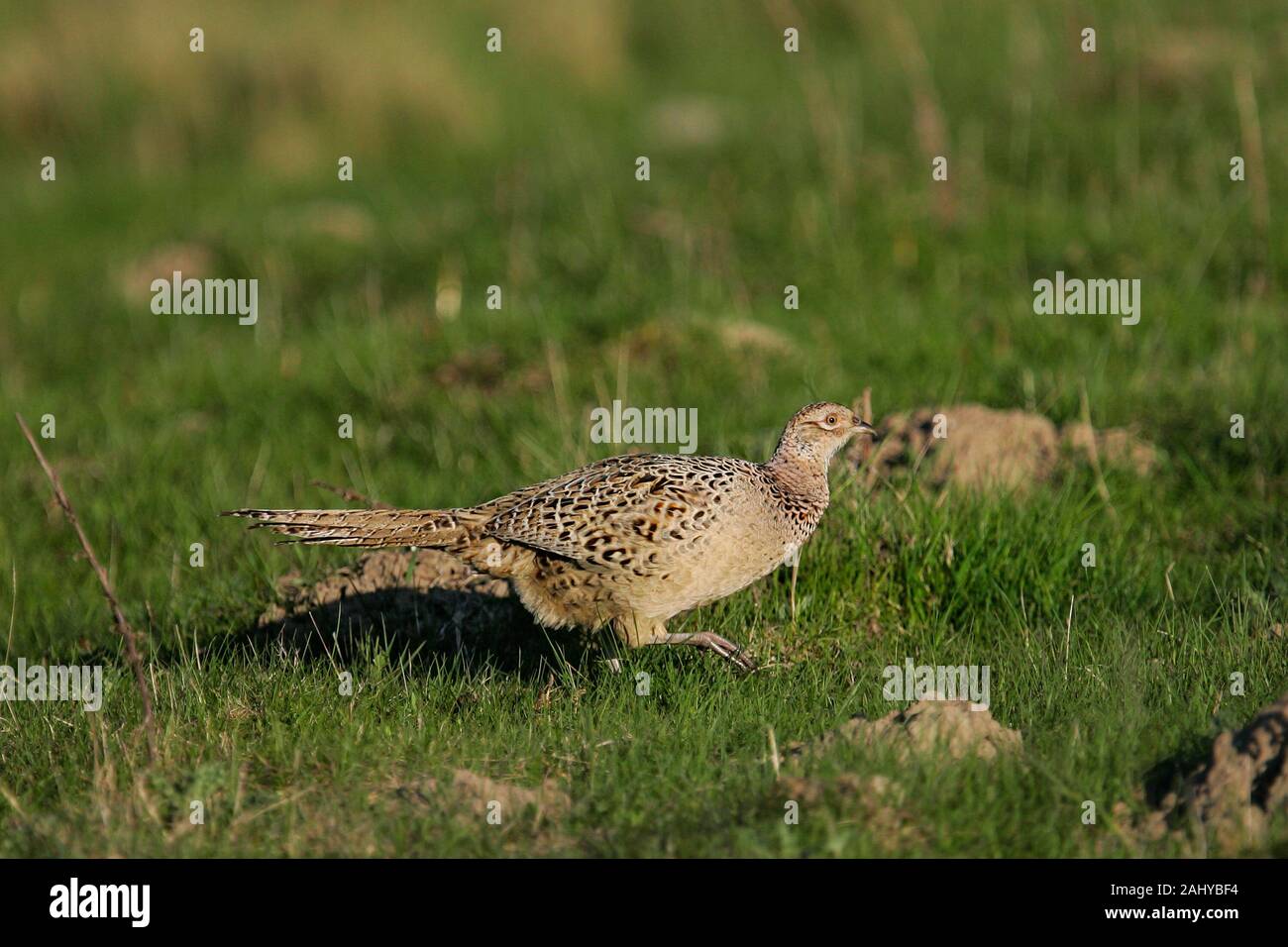 Adult female pheasant hi-res stock photography and images - Alamy