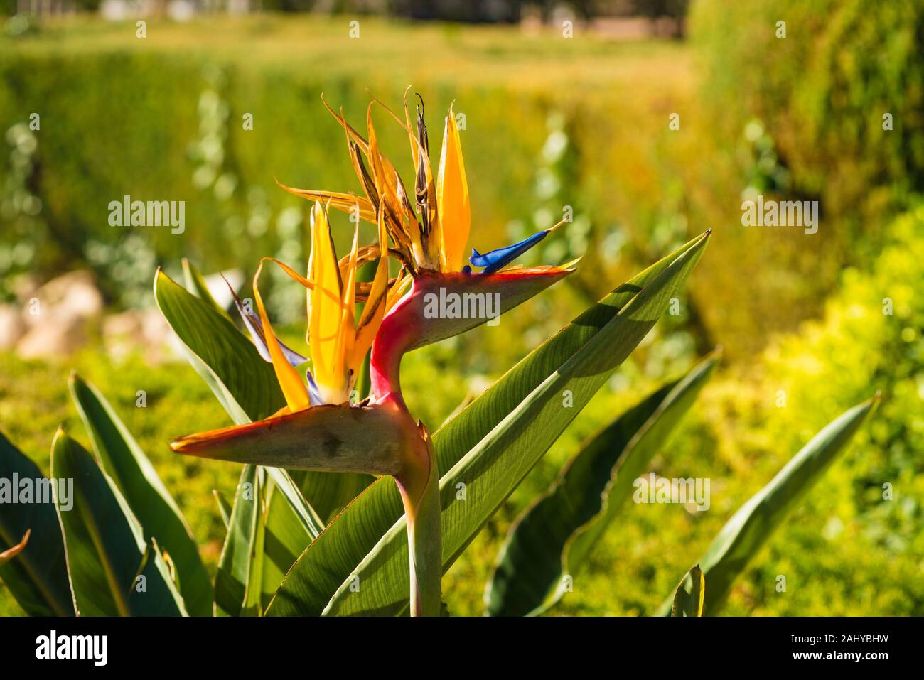 Bird of Paradise tropical flower Stock Photo - Alamy