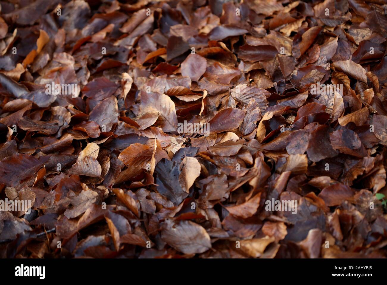 Winter dead leafs on ground macro background high quality Stock Photo ...