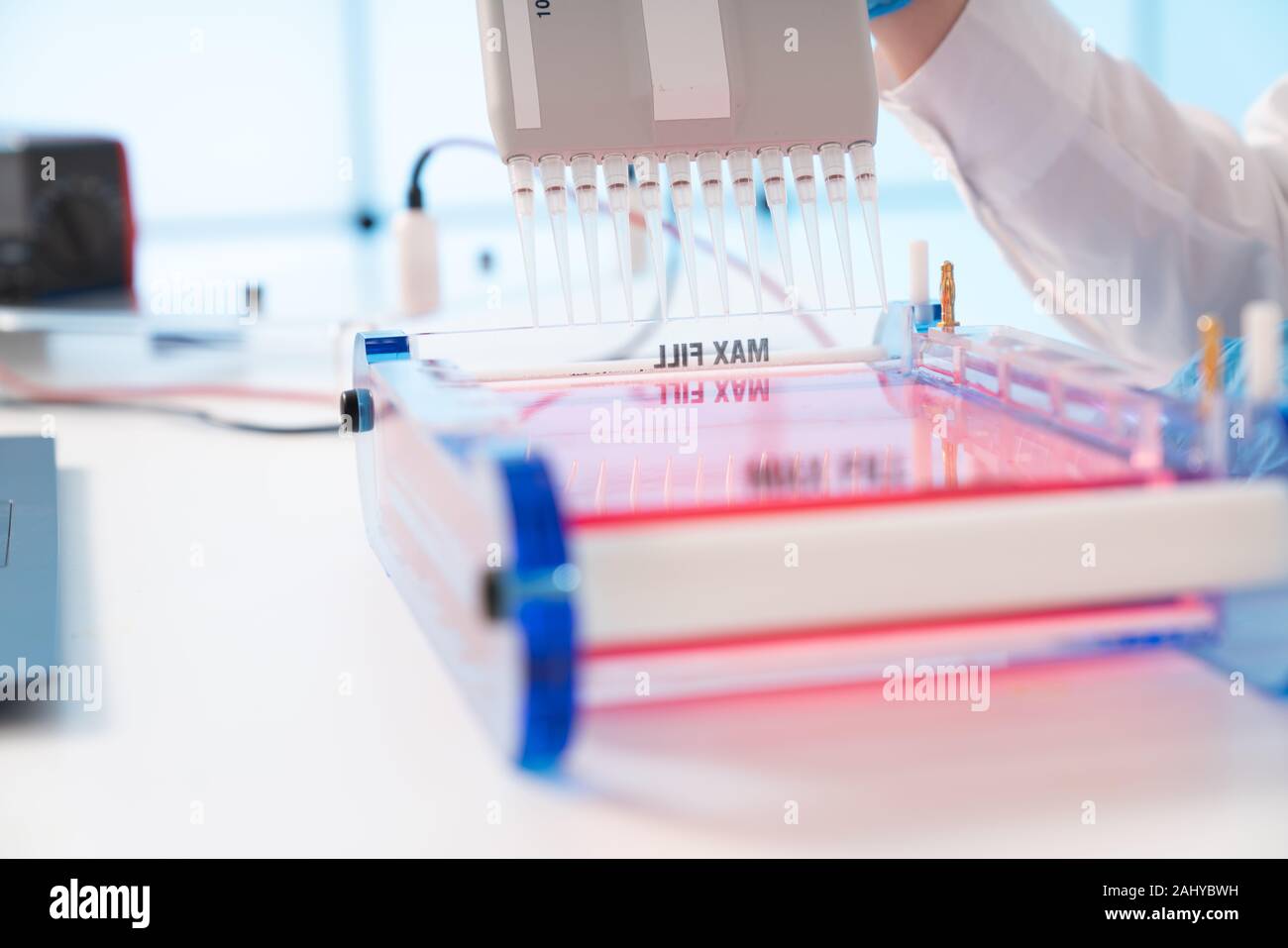 Loading Samples and Running an Agarose Gel for electrophoresis, Gel ...