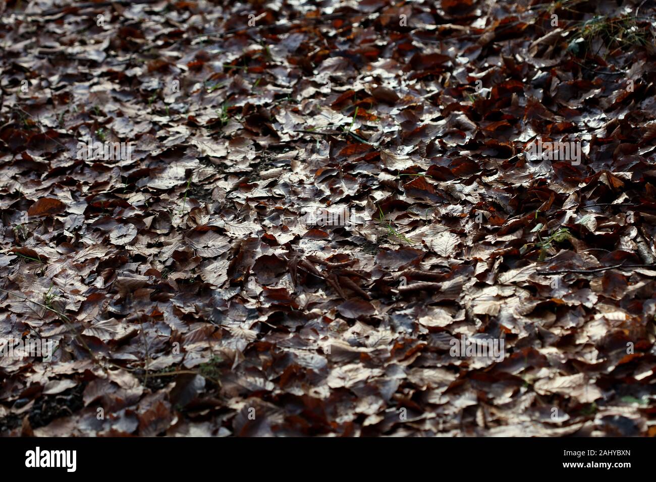 Remove dead leaves hi-res stock photography and images - Alamy