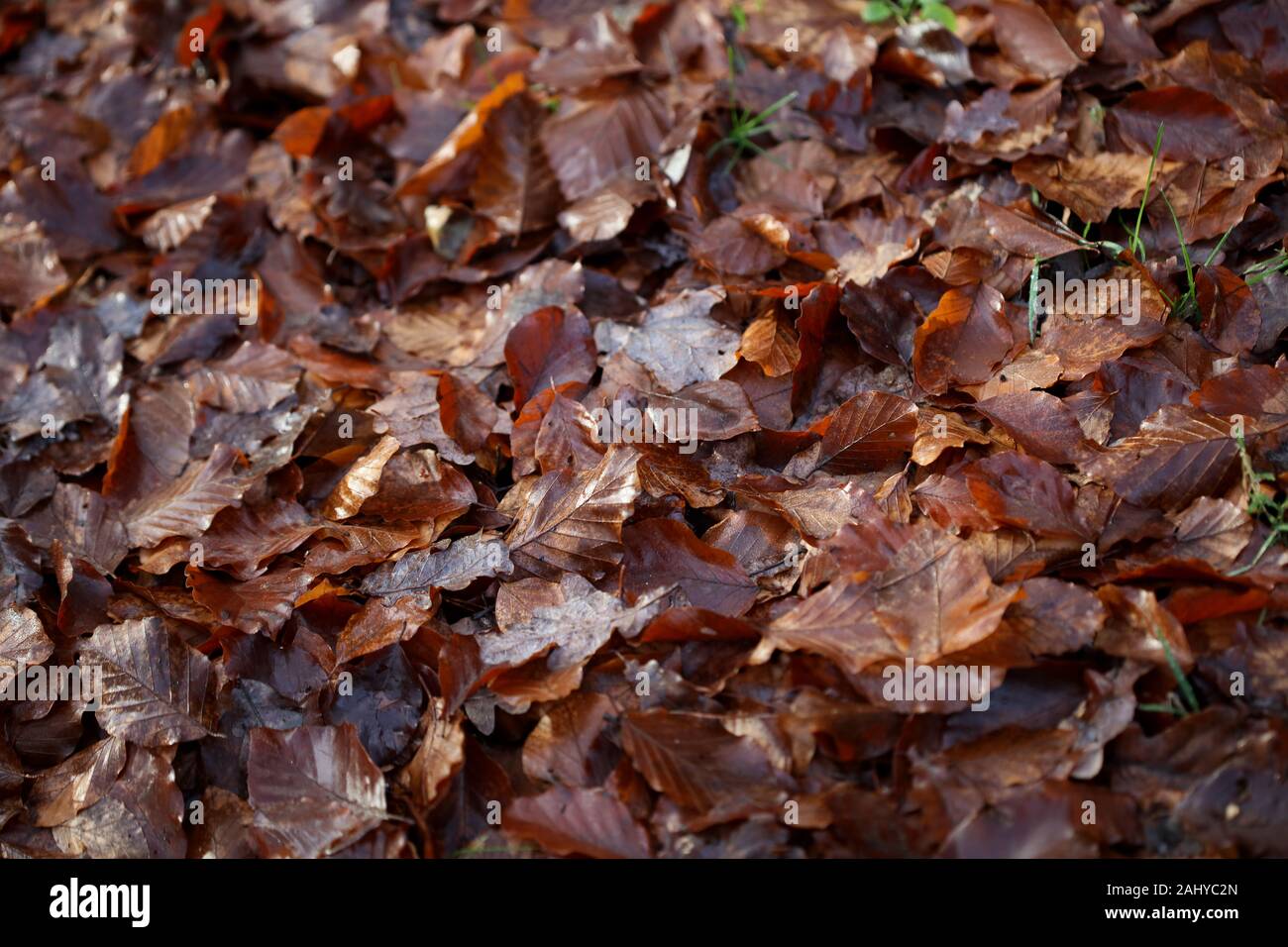 Remove dead leaves hi-res stock photography and images - Alamy