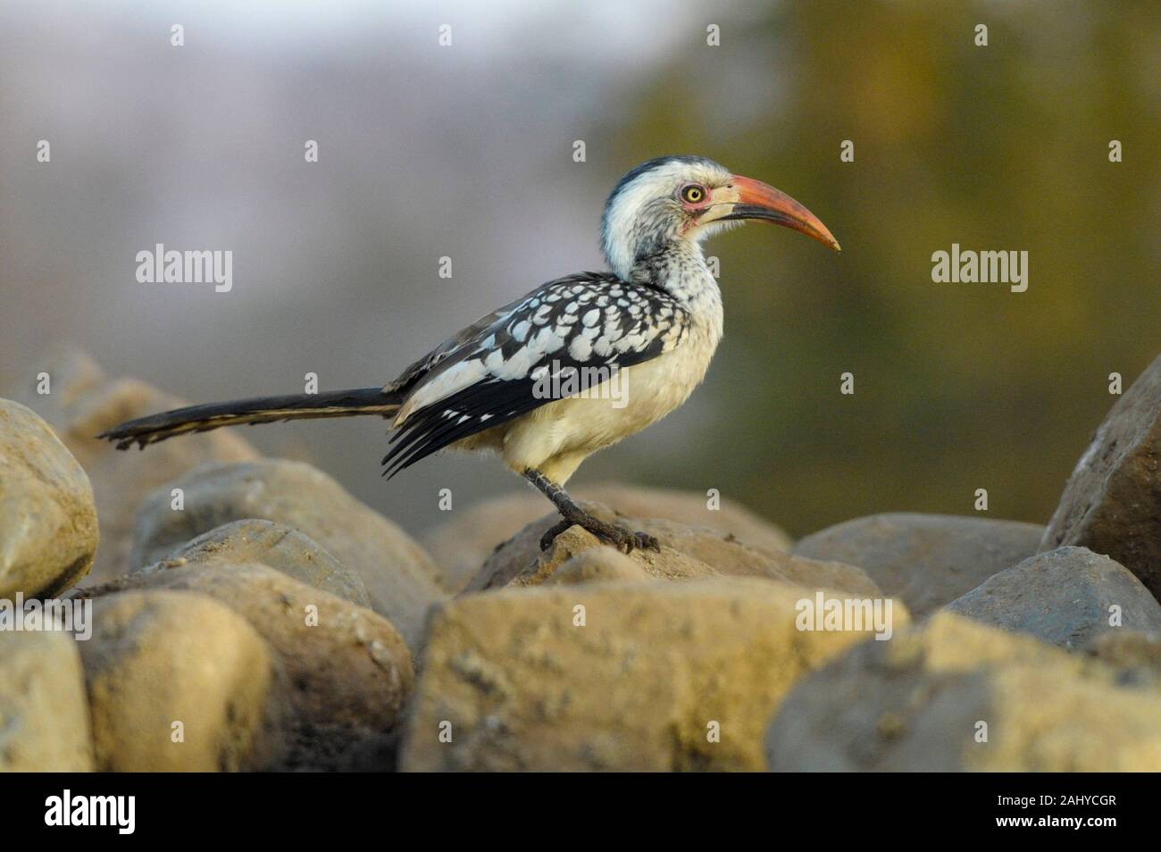 Southern red-billed hornbill, Tockus rufirostris, Zimanga Game Reserve ...