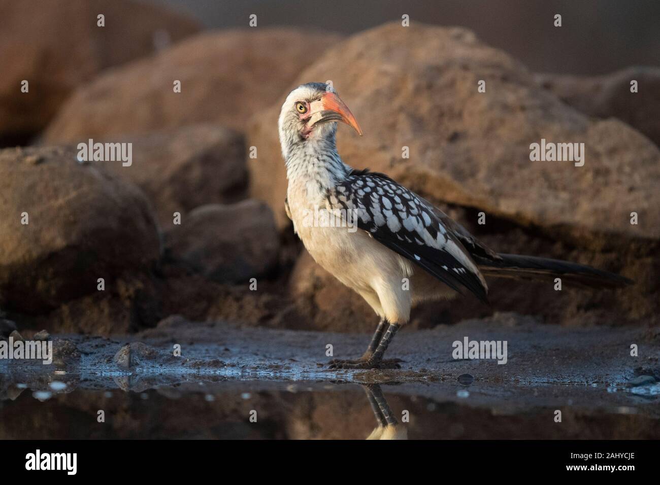 Southern red-billed hornbill, Tockus rufirostris, Zimanga Game Reserve ...