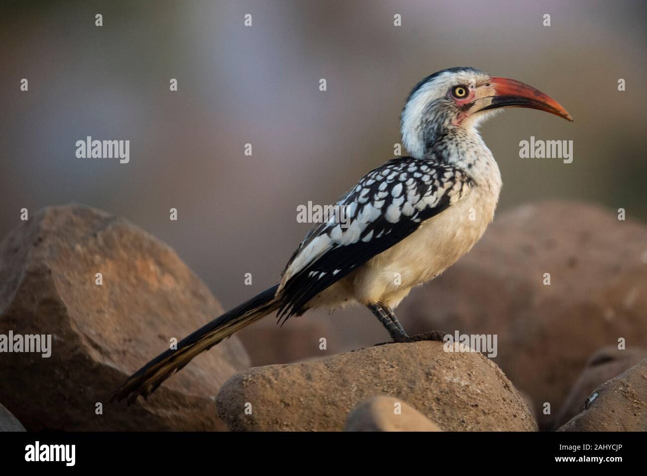 Southern red-billed hornbill, Tockus rufirostris, Zimanga Game Reserve ...