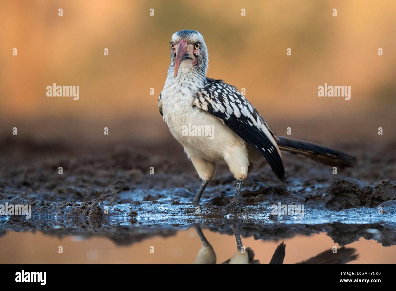 Southern red-billed hornbill, Tockus rufirostris, Zimanga Game Reserve ...