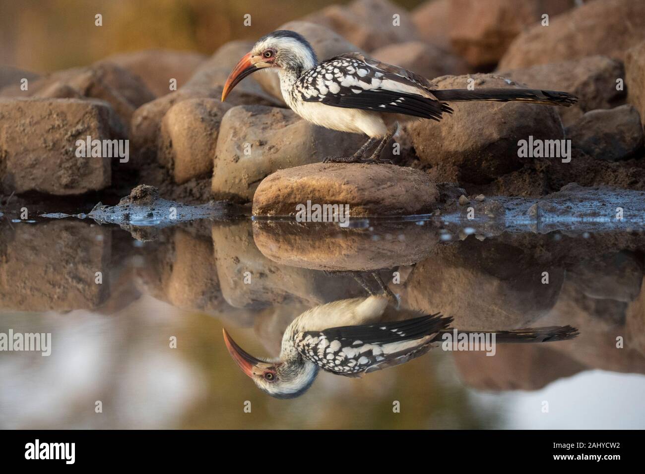 Southern red-billed hornbill, Tockus rufirostris, Zimanga Game Reserve ...