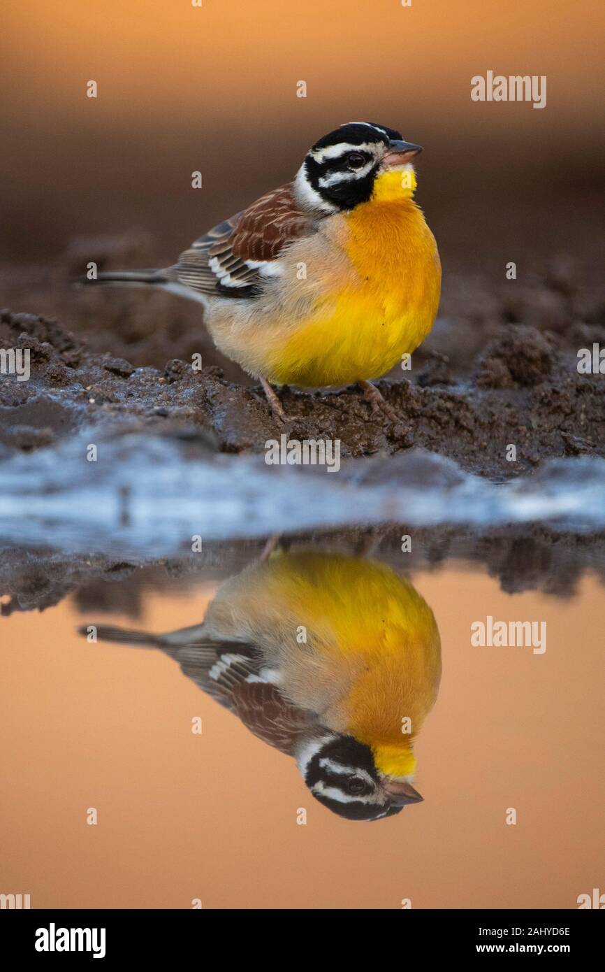 Golden breasted bunting hi-res stock photography and images - Alamy