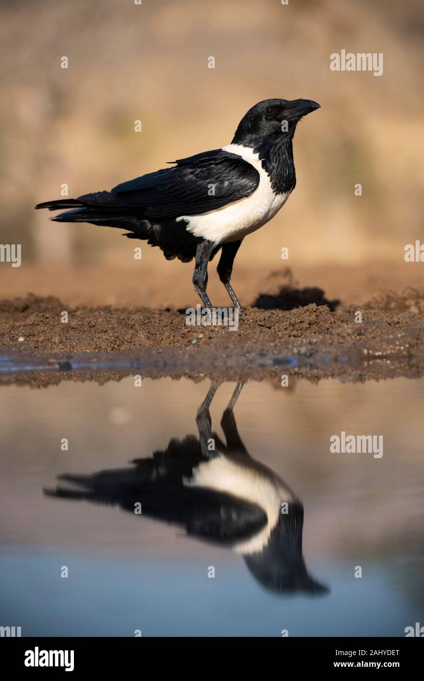 South african crow hi-res stock photography and images - Alamy