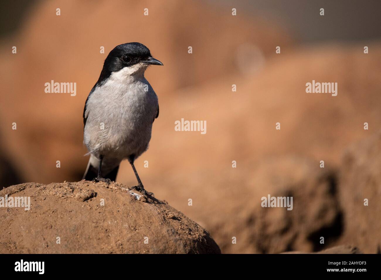 Fiscal flycatcher, Melaenornis silens, Zimanga Game Reserve, South ...