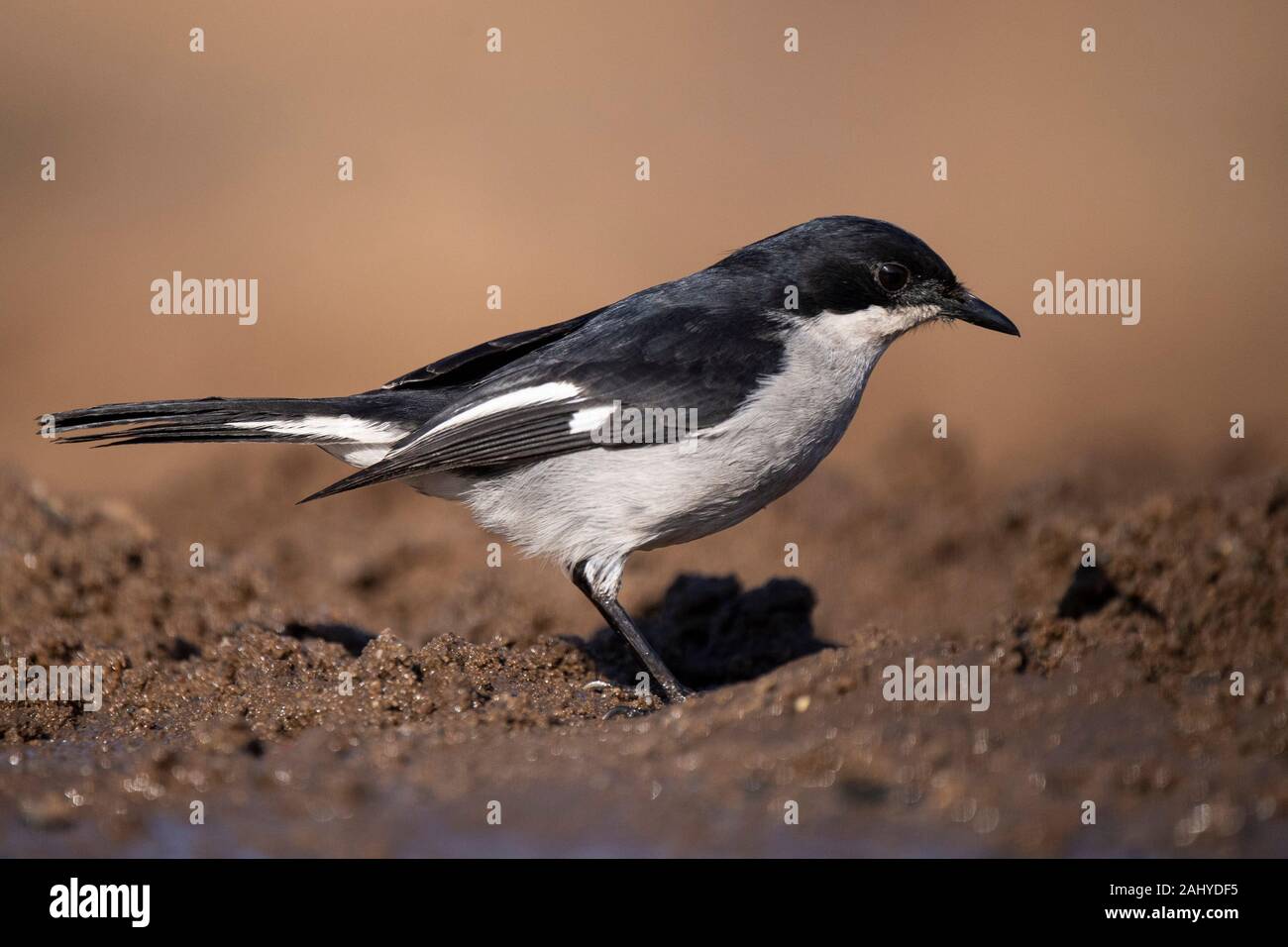 Fiscal flycatcher, Melaenornis silens, Zimanga Game Reserve, South ...
