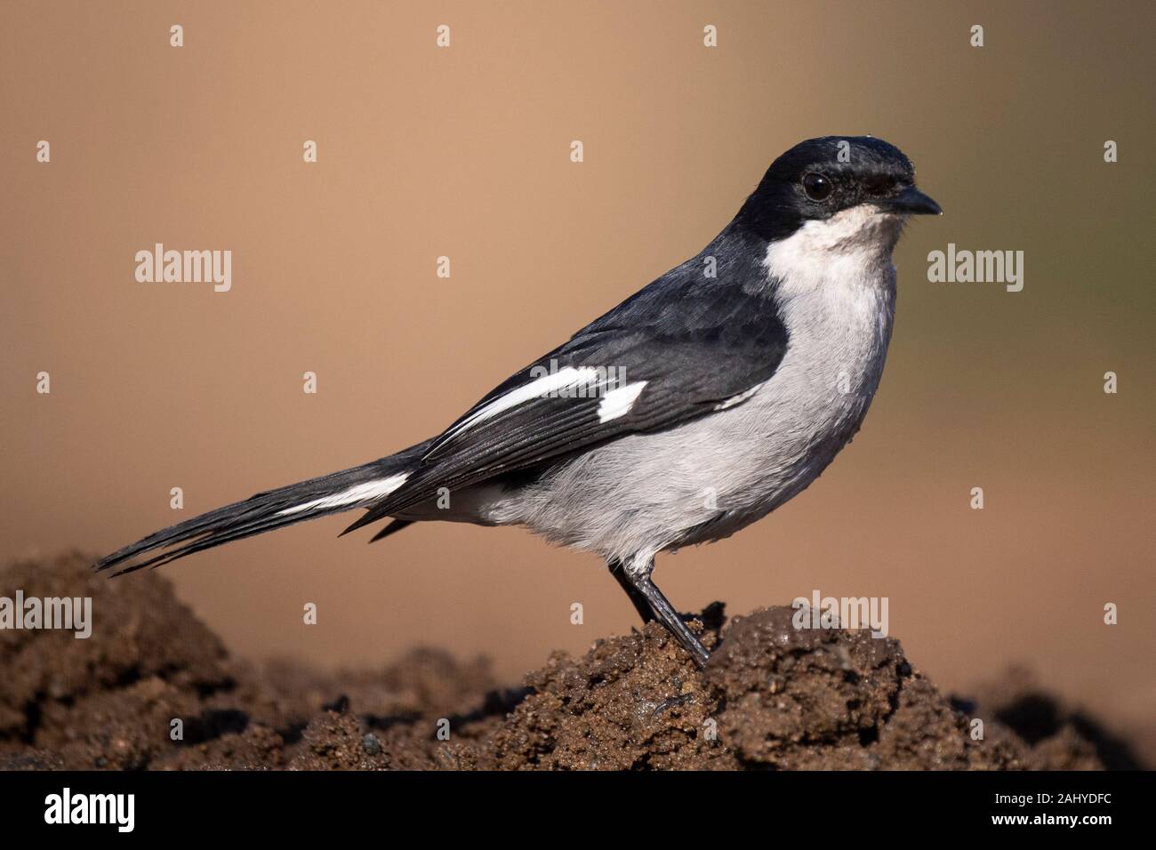 Fiscal flycatcher, Melaenornis silens, Zimanga Game Reserve, South ...