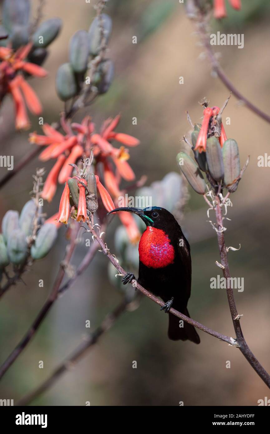 Scarlet-chested sunbird, Chalcomitra senegalensis, Zimanga Game Reserve ...