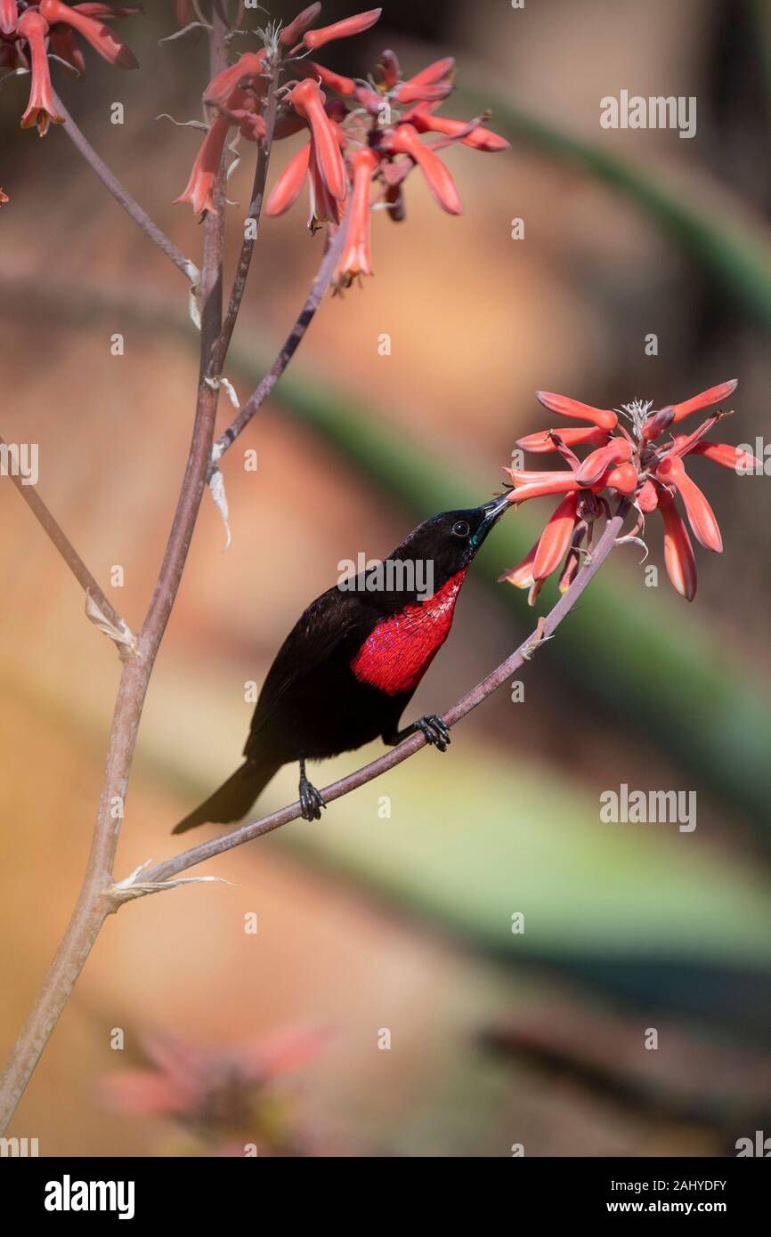 Scarlet-chested sunbird, Chalcomitra senegalensis, Zimanga Game Reserve ...