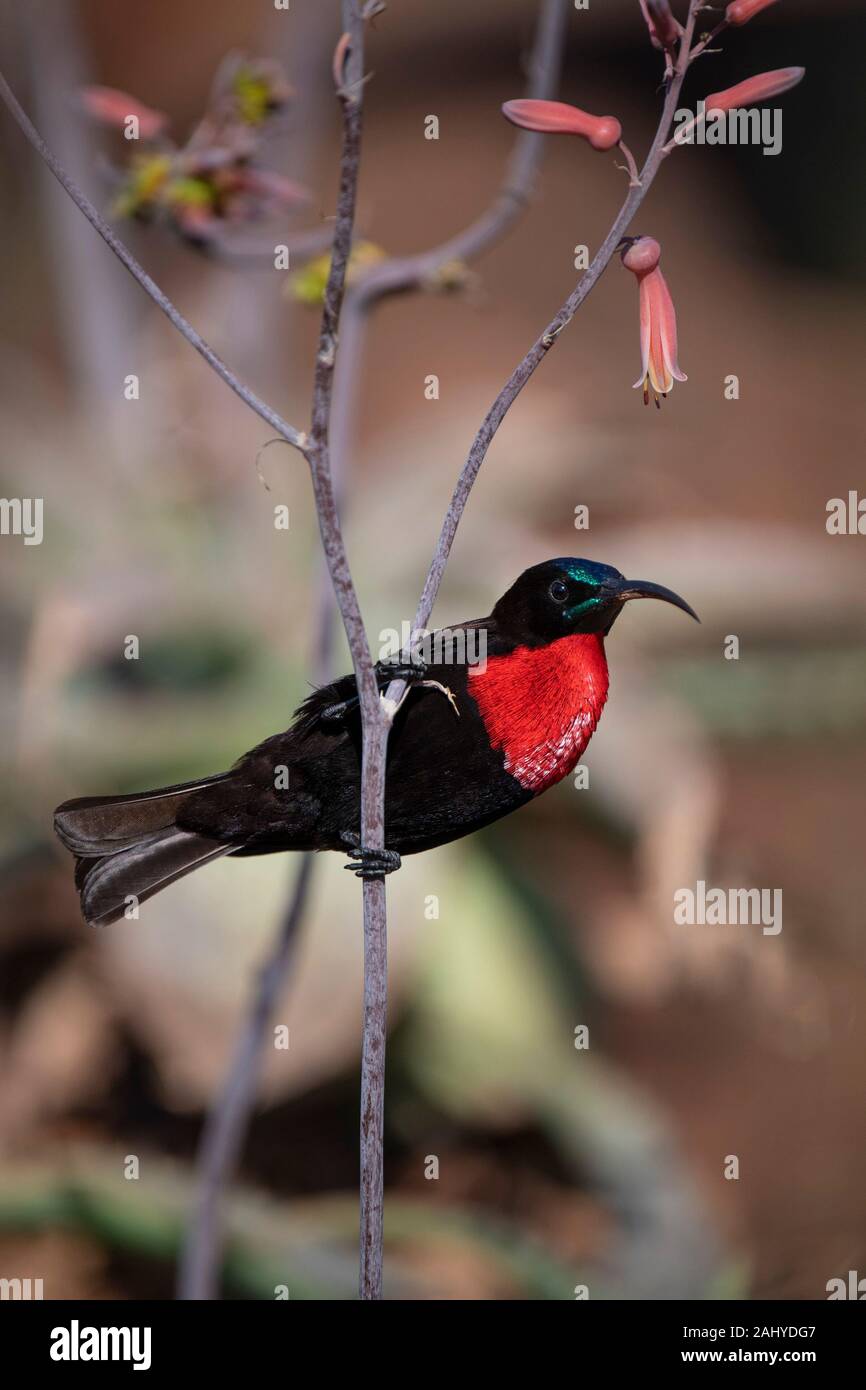Scarlet-chested sunbird, Chalcomitra senegalensis, Zimanga Game Reserve ...