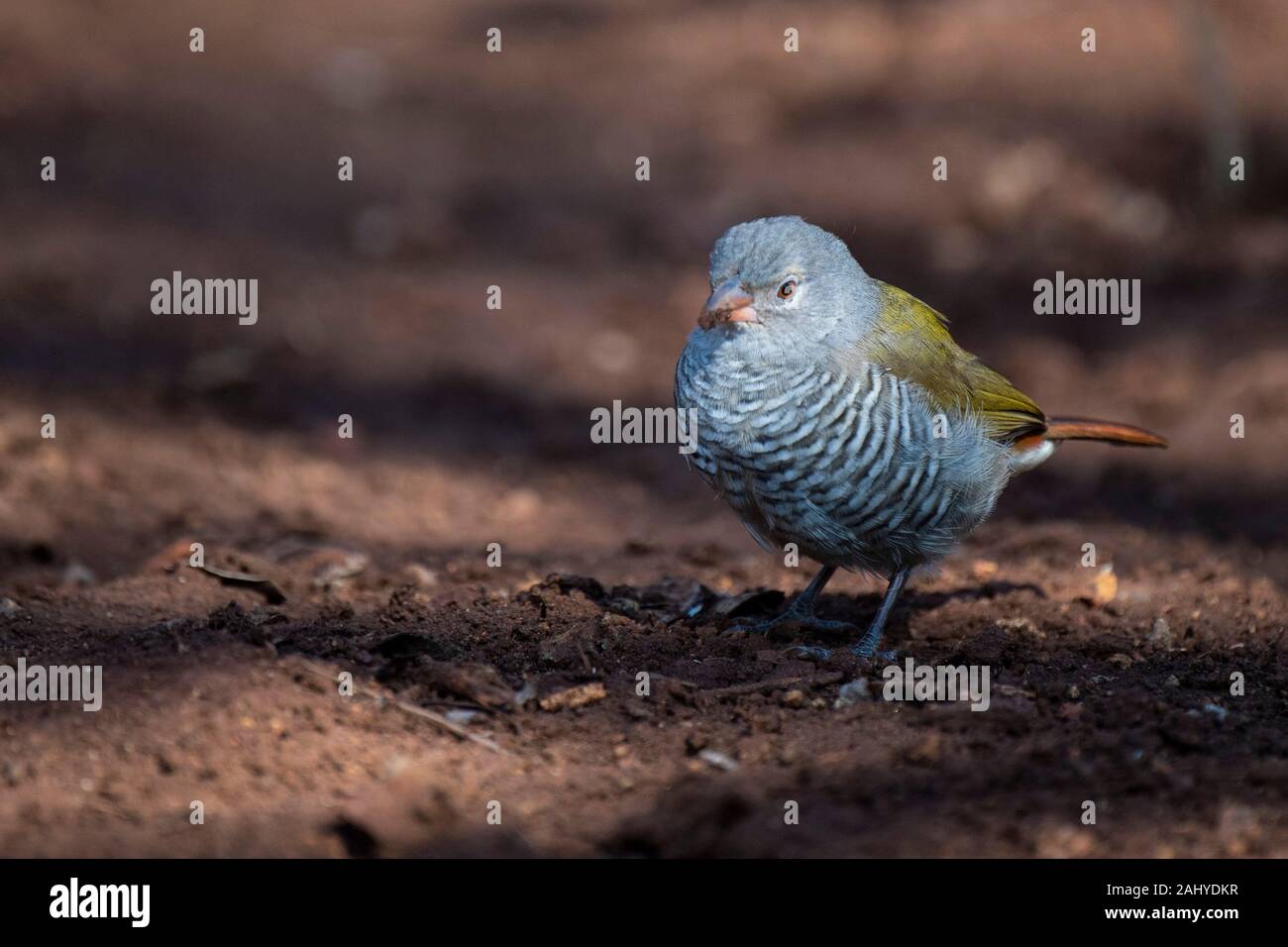 Green-winged pytilia, Pytilia melba, Zimanga Game Reserve, South Africa ...
