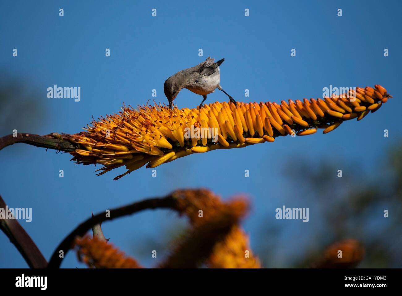 Female sunbird feeding nectar from aloe flower, Zimanga Game Reserve ...