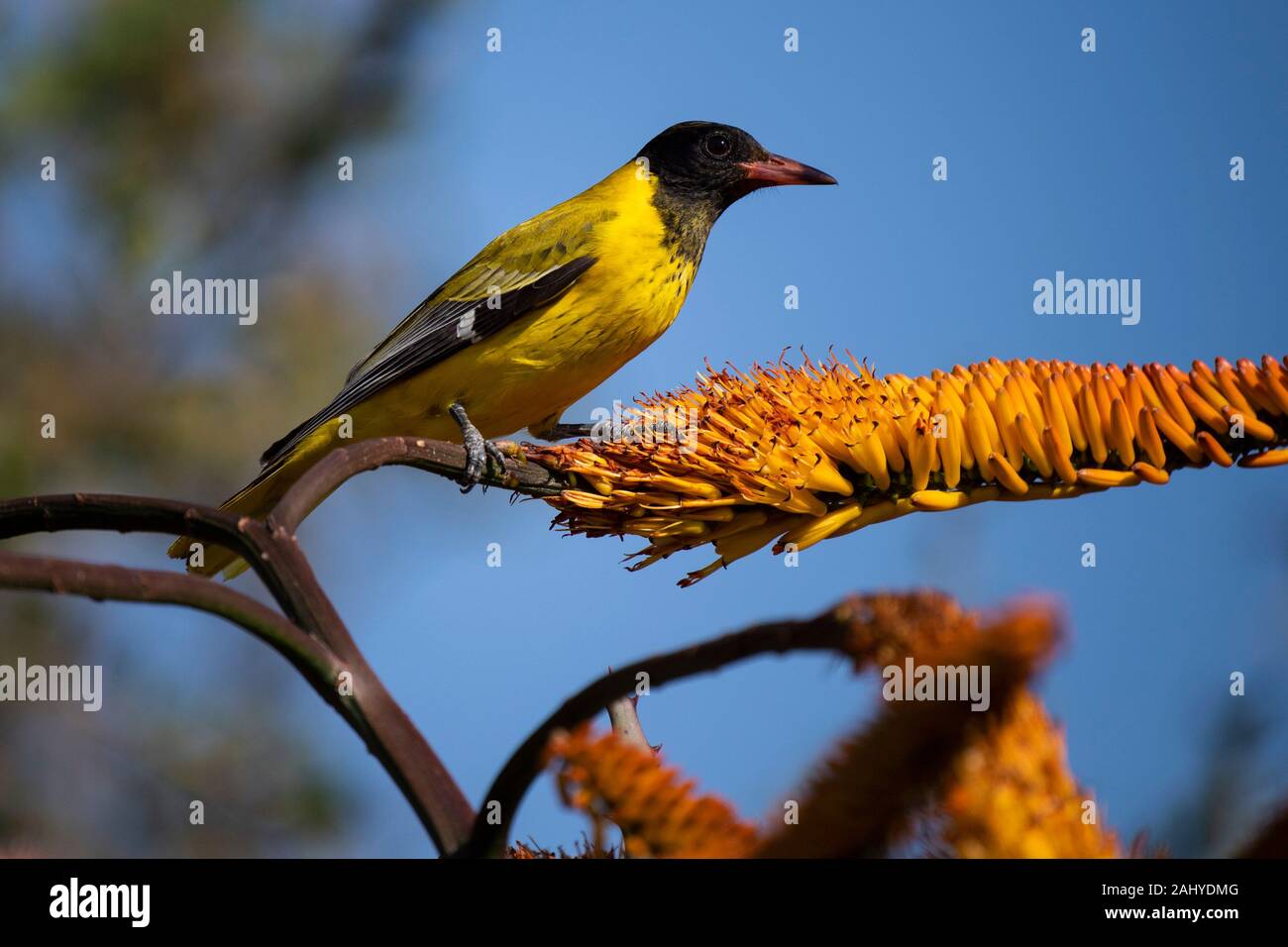 African oriole hi-res stock photography and images - Alamy