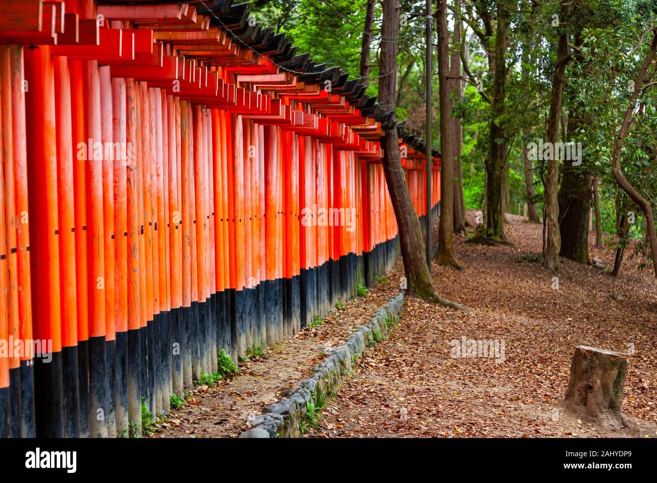 Senbontorii hi-res stock photography and images - Alamy