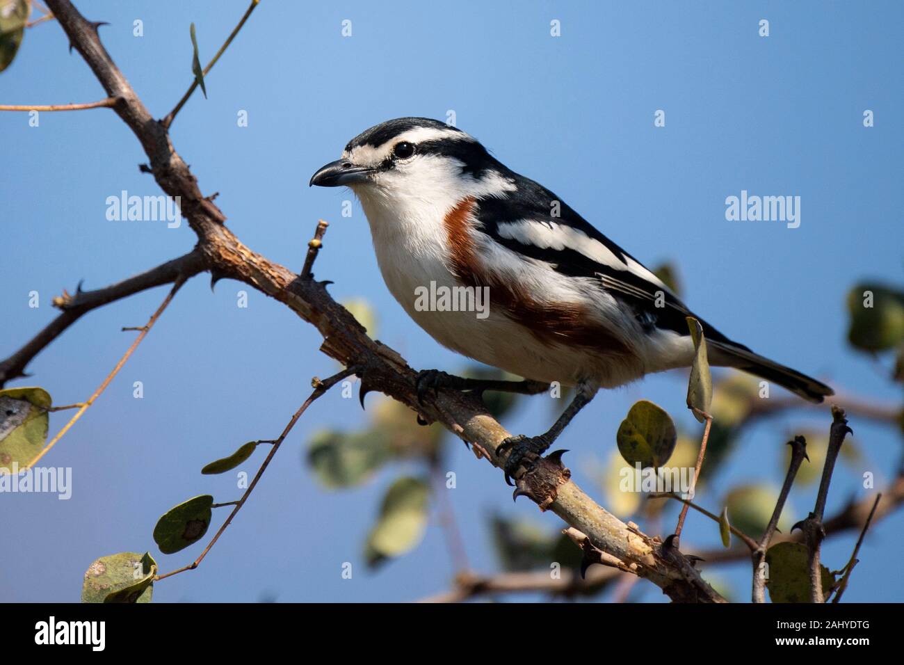 Brubru, Nilaus afer, Zimanga Game Reserve, South Africa Stock Photo - Alamy