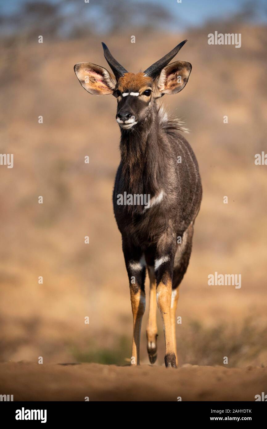 Young nyala bull, Tragelaphus angasi, Zimanga Game Reserve, South ...