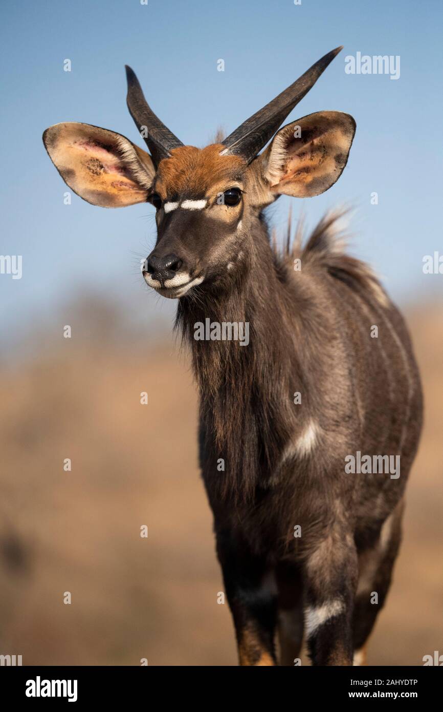 Nyala Bull