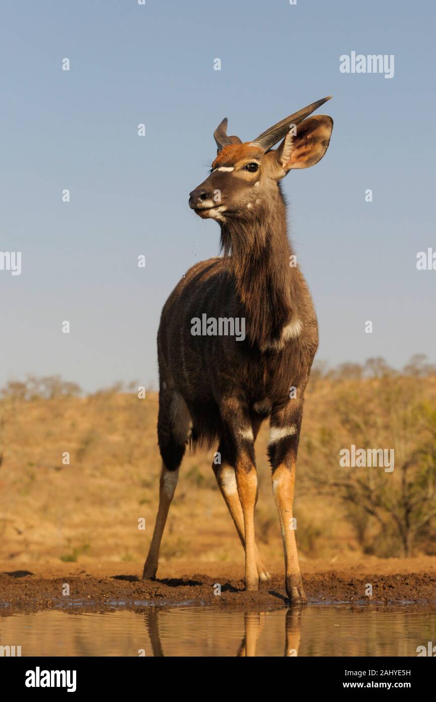 Young nyala bull, Tragelaphus angasi, Zimanga Game Reserve, South ...