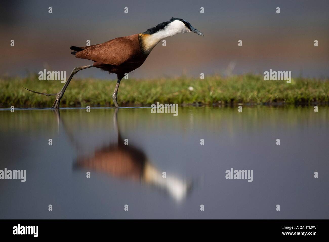 African jacana, Actophilornis africana, Zimanga Game Reserve, South ...