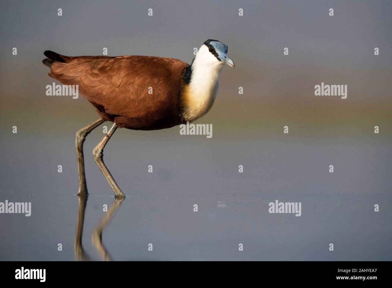 African jacana, Actophilornis africana, Zimanga Game Reserve, South ...