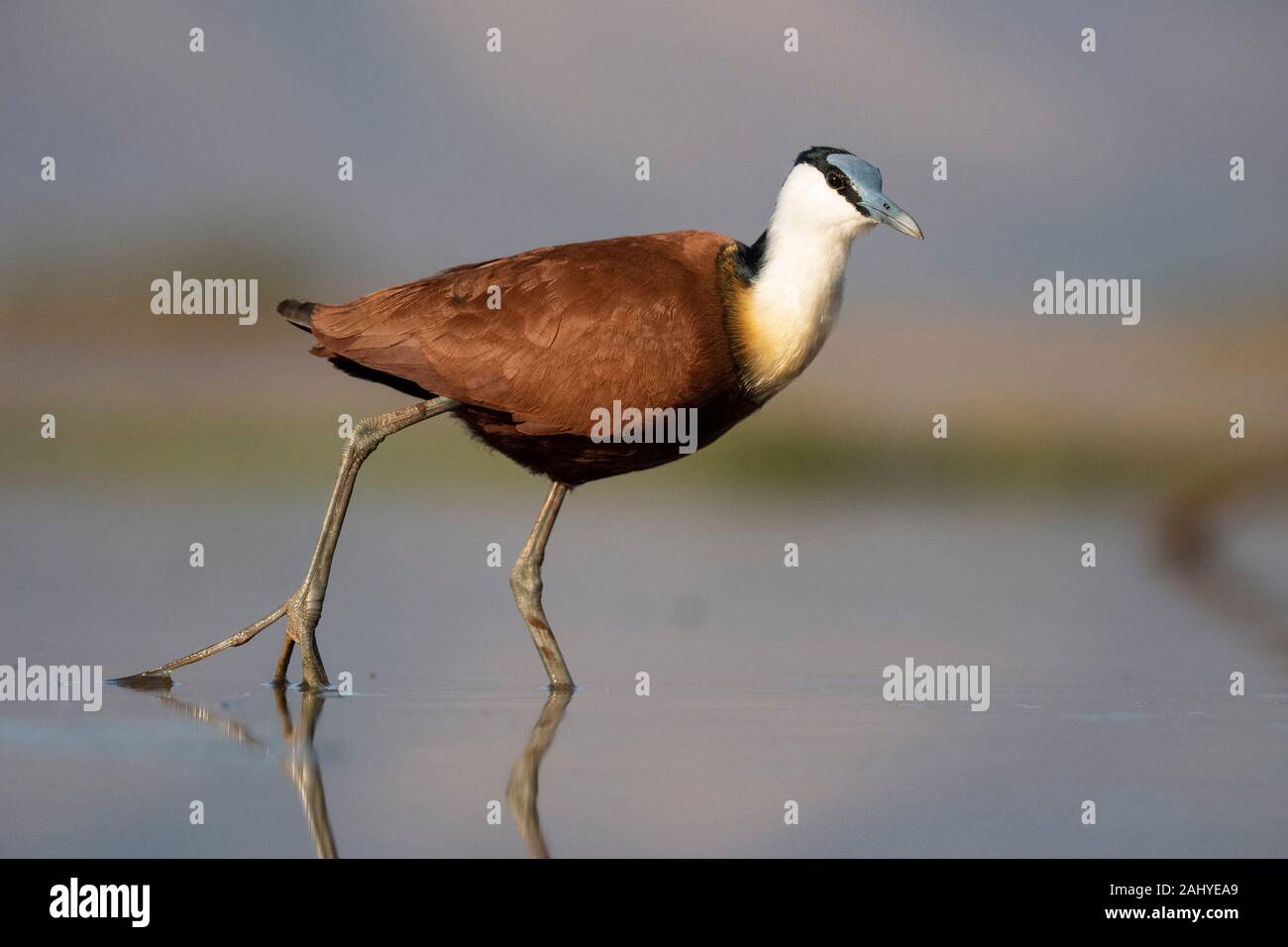 African jacana, Actophilornis africana, Zimanga Game Reserve, South ...