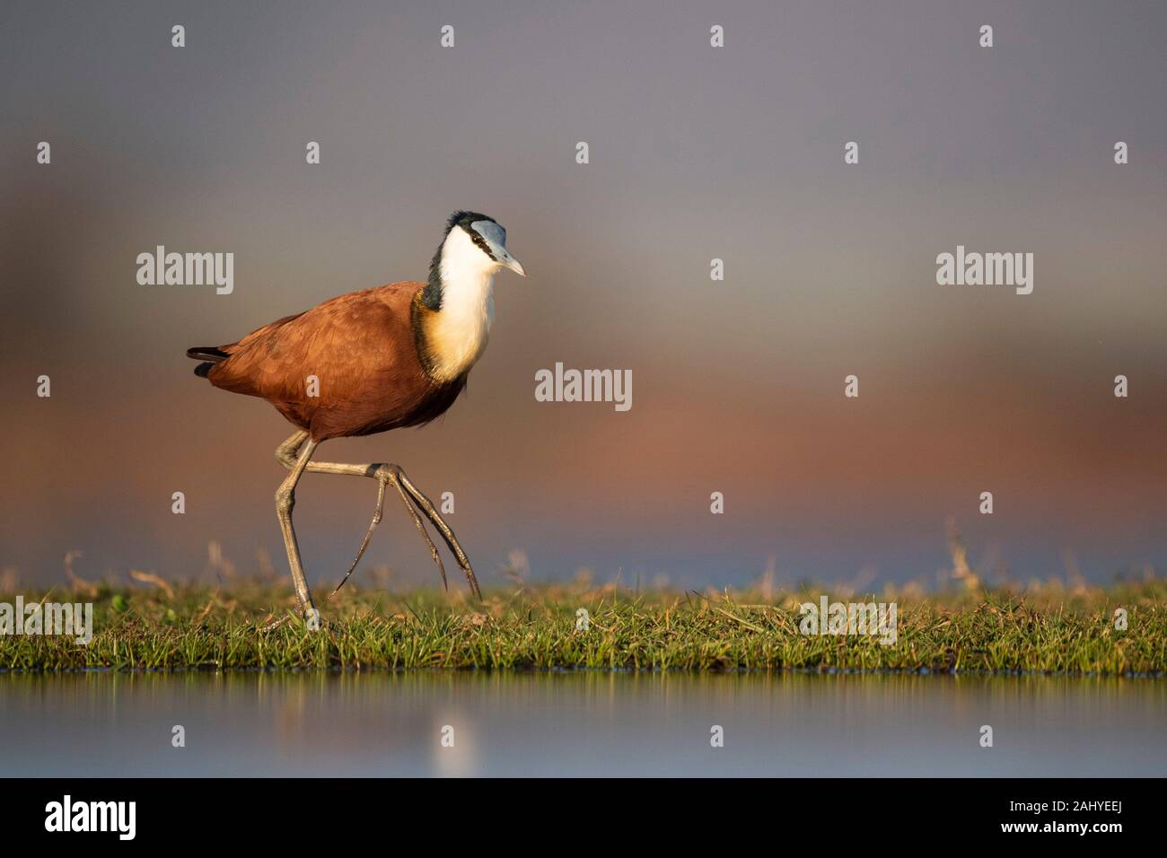 African jacana, Actophilornis africana, Zimanga Game Reserve, South ...