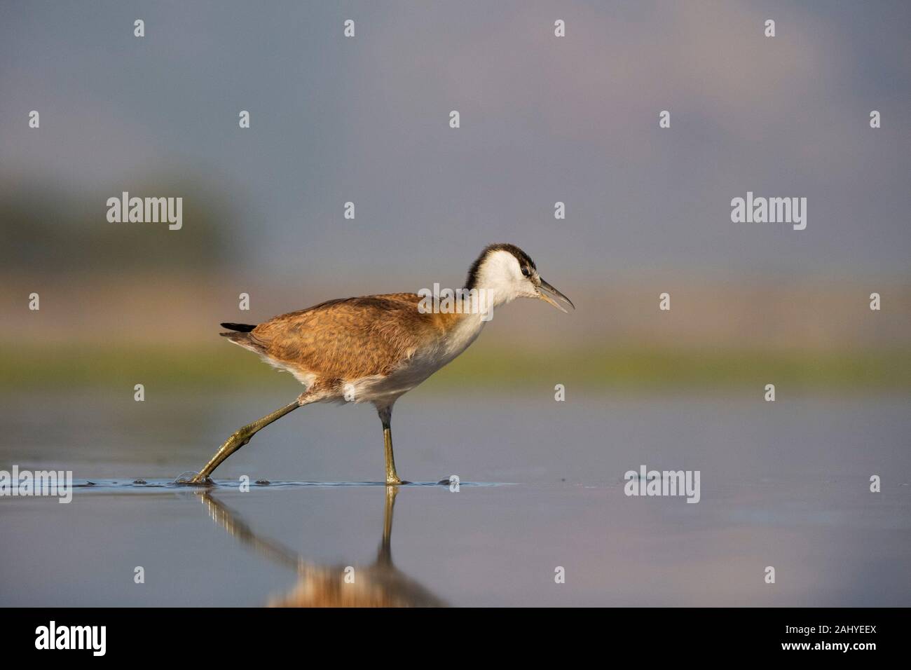 African jacana, Actophilornis africana, Zimanga Game Reserve, South ...