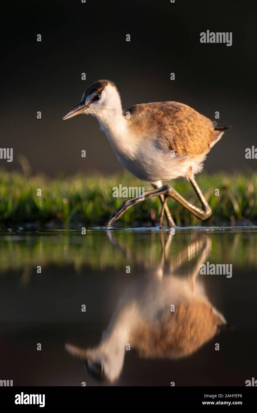 Young African jacana, Actophilornis africana, Zimanga Game Reserve ...