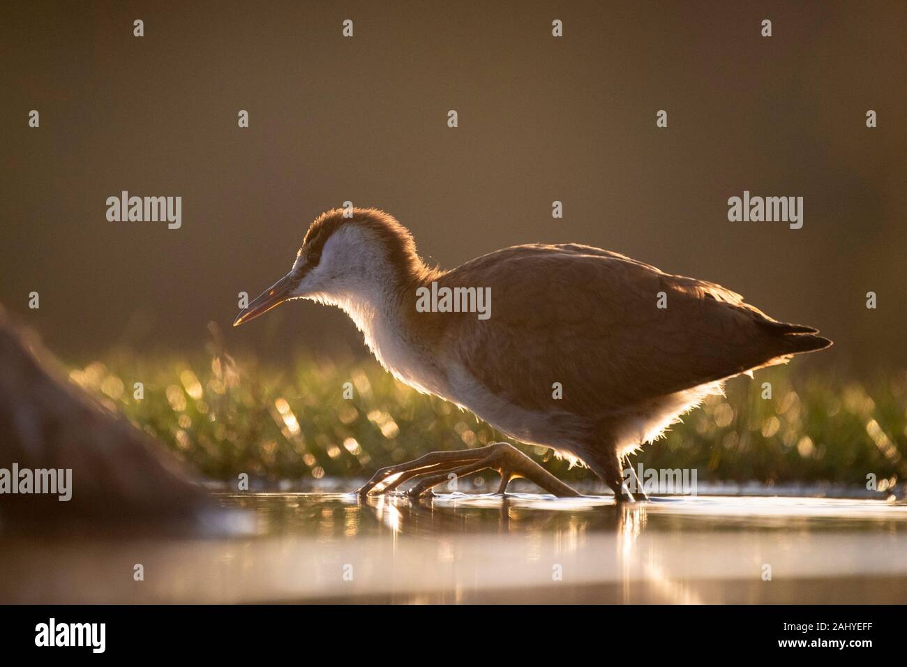 Young African jacana, Actophilornis africana, Zimanga Game Reserve ...