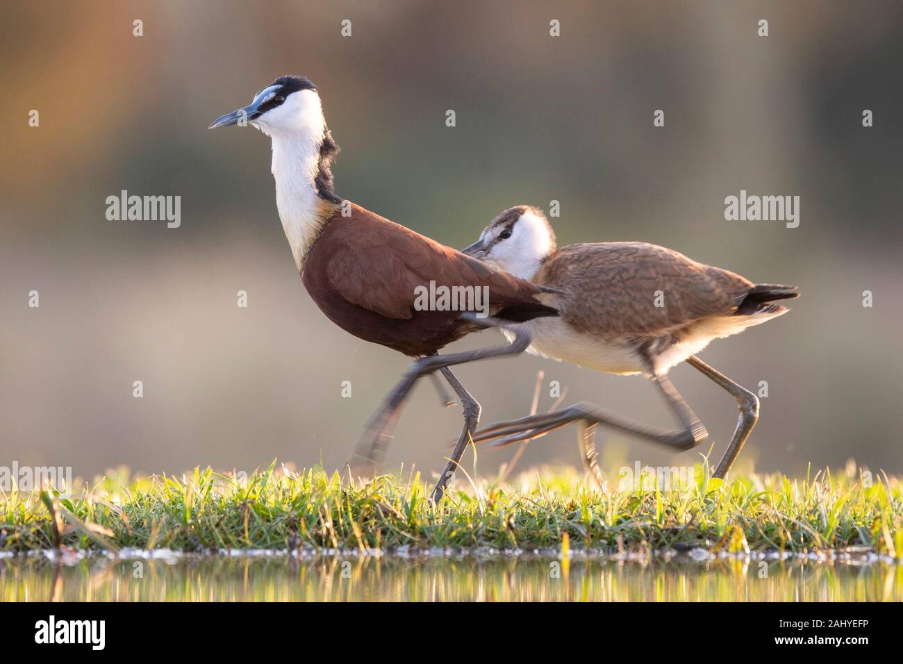 African jacana with chick, Actophilornis africana, Zimanga Game Reserve ...