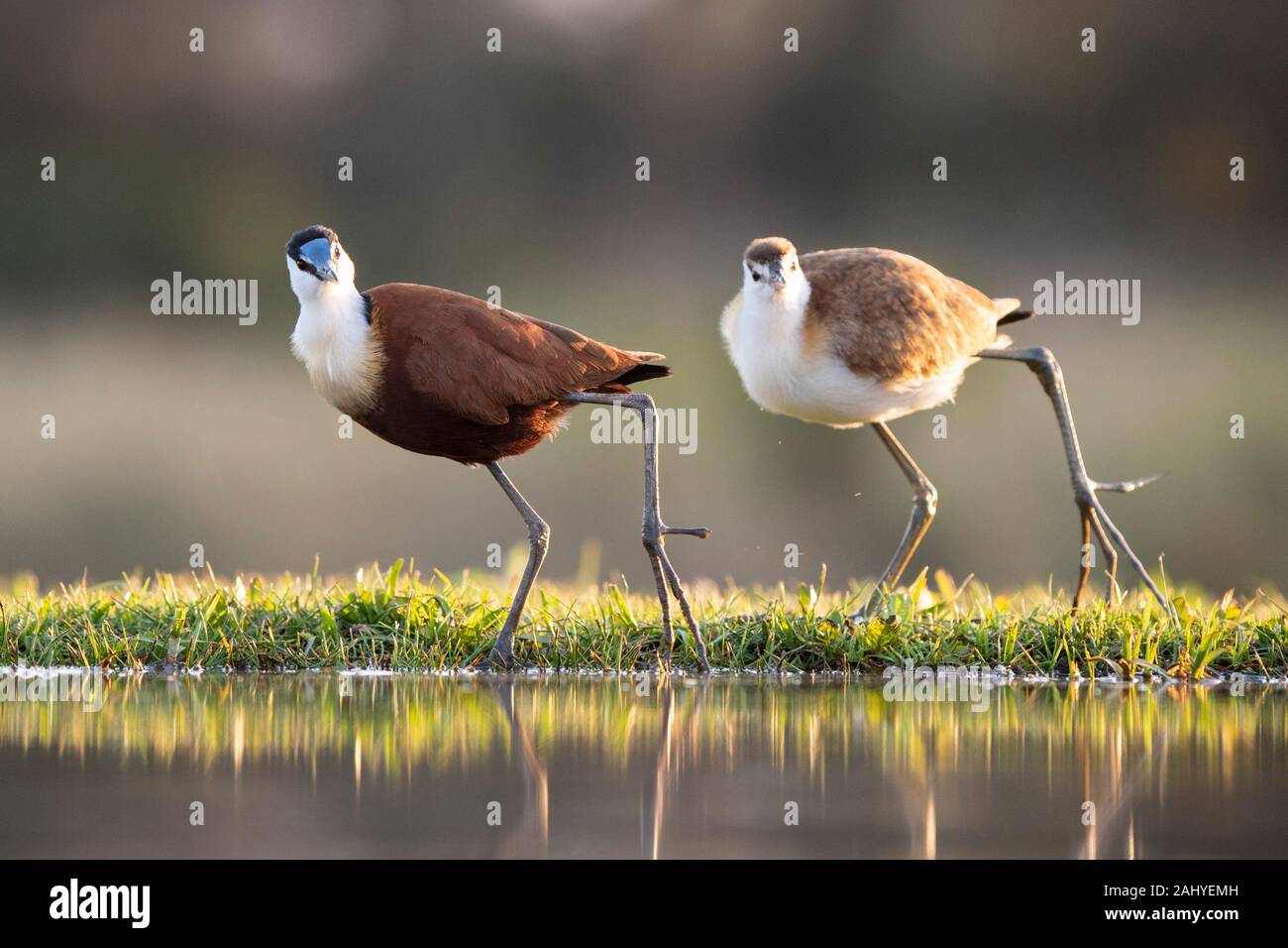 African jacana with chick, Actophilornis africana, Zimanga Game Reserve ...