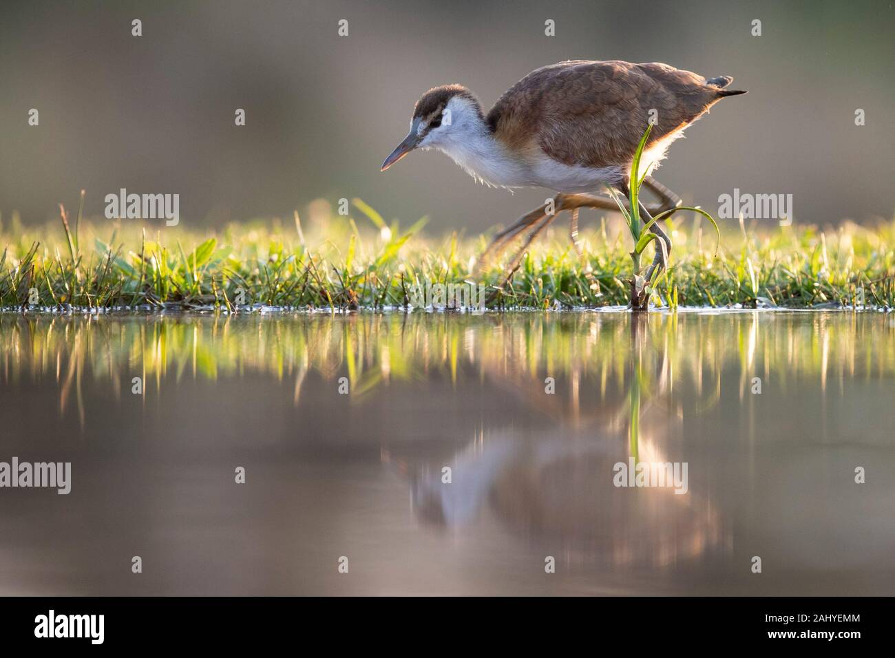 African jacana, Actophilornis africana, Zimanga Game Reserve, South ...