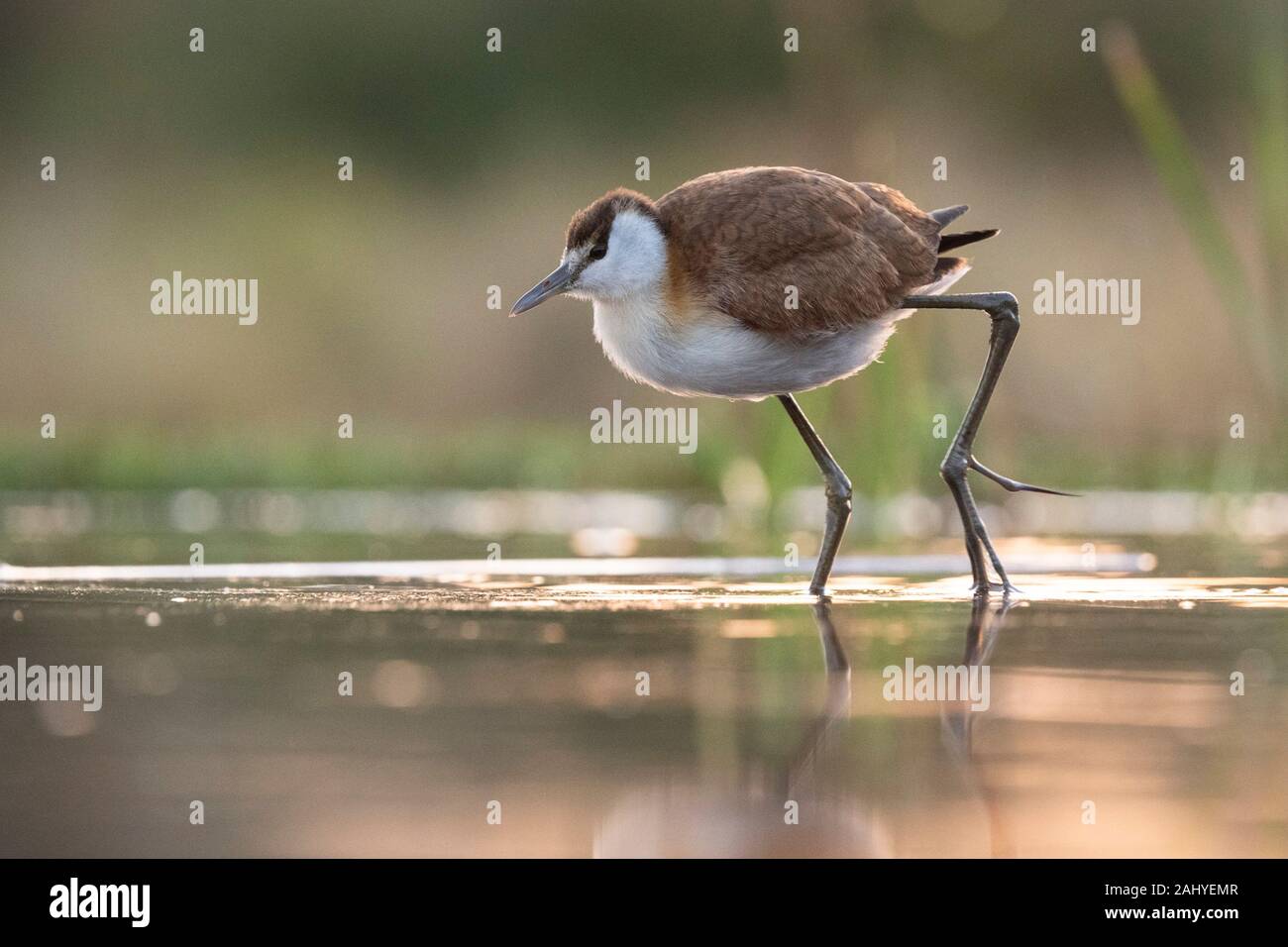African jacana, Actophilornis africana, Zimanga Game Reserve, South ...