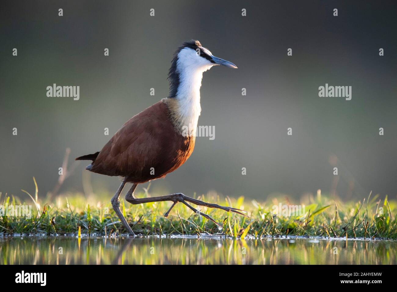 African jacana, Actophilornis africana, Zimanga Game Reserve, South ...