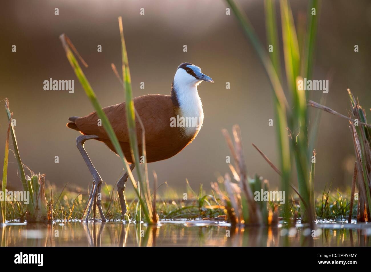 African jacana, Actophilornis africana, Zimanga Game Reserve, South ...