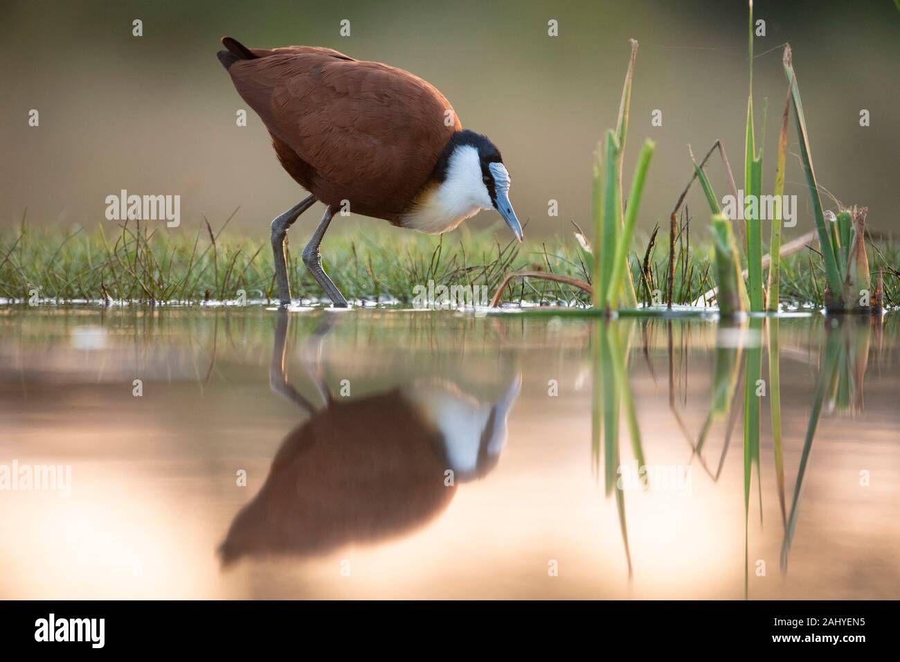 African jacana, Actophilornis africana, Zimanga Game Reserve, South ...