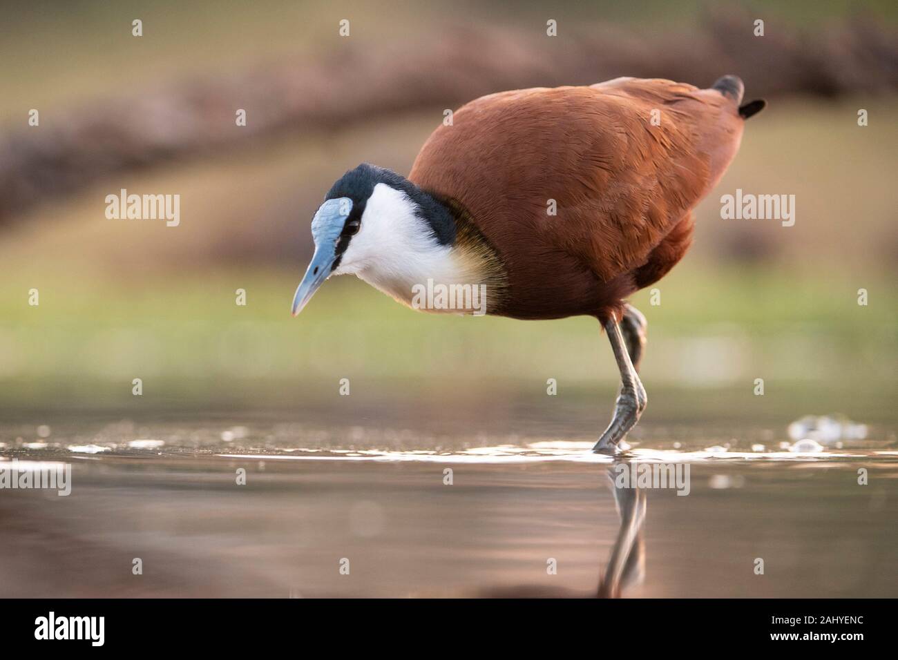 African jacana, Actophilornis africana, Zimanga Game Reserve, South ...
