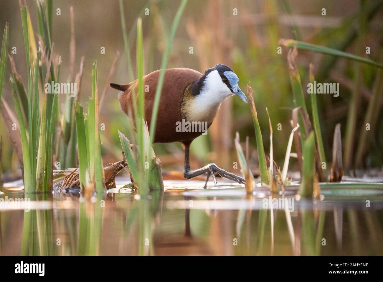 African jacana, Actophilornis africana, Zimanga Game Reserve, South ...
