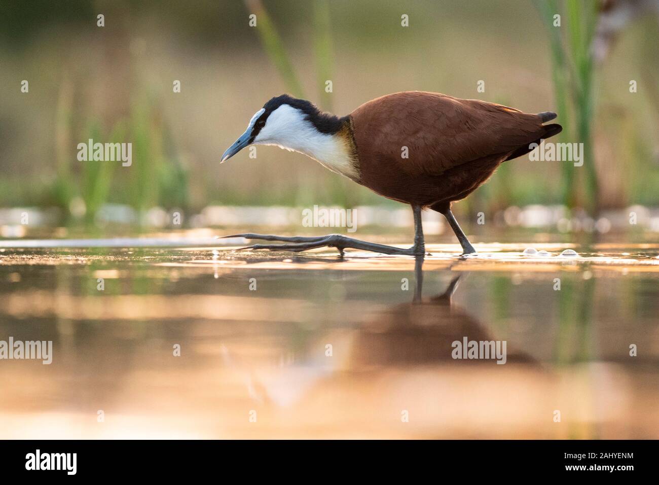 African jacana, Actophilornis africana, Zimanga Game Reserve, South ...