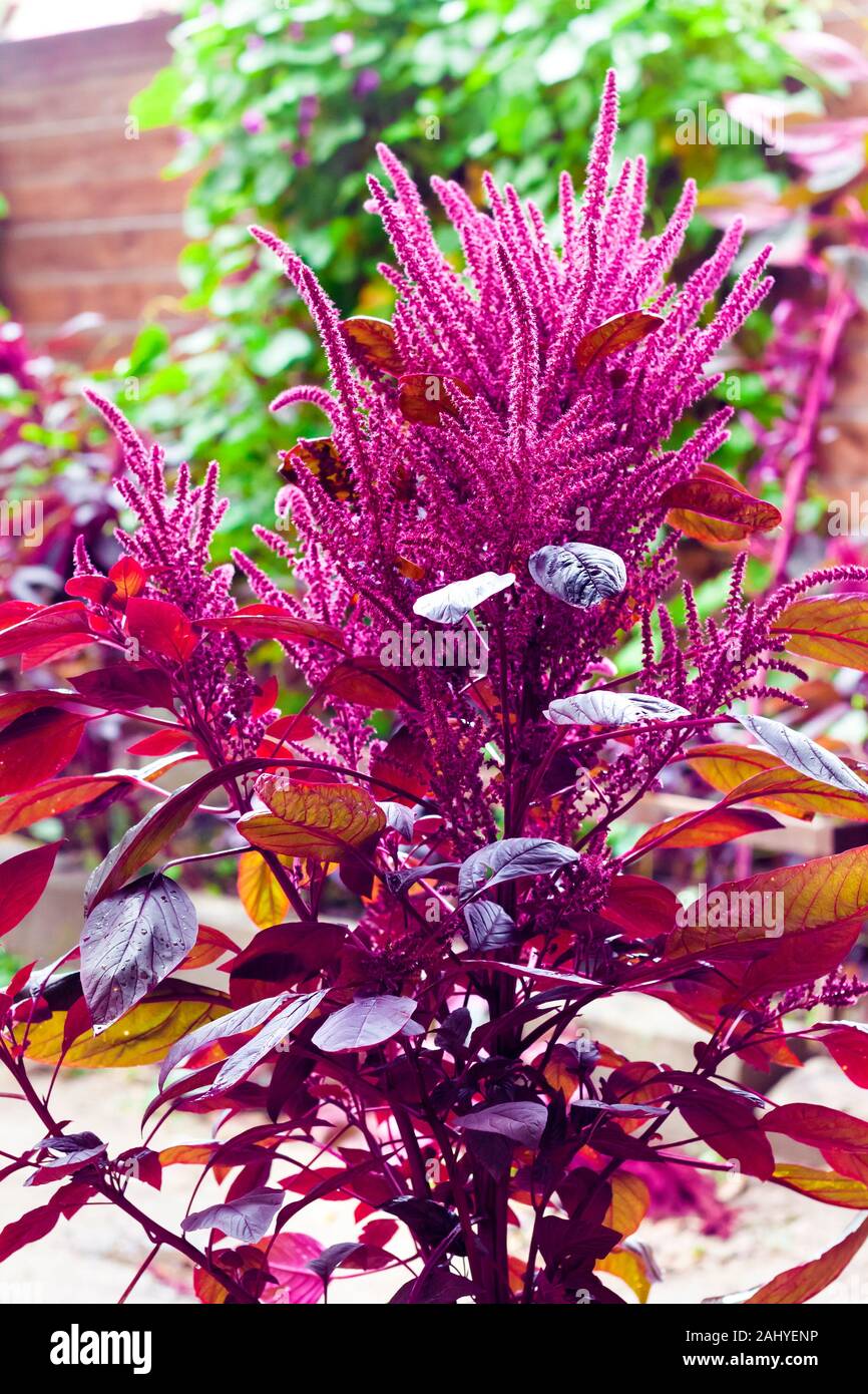 Red amaranth (Amaranthus cruentus) inflorescence closeup in sunny day ...