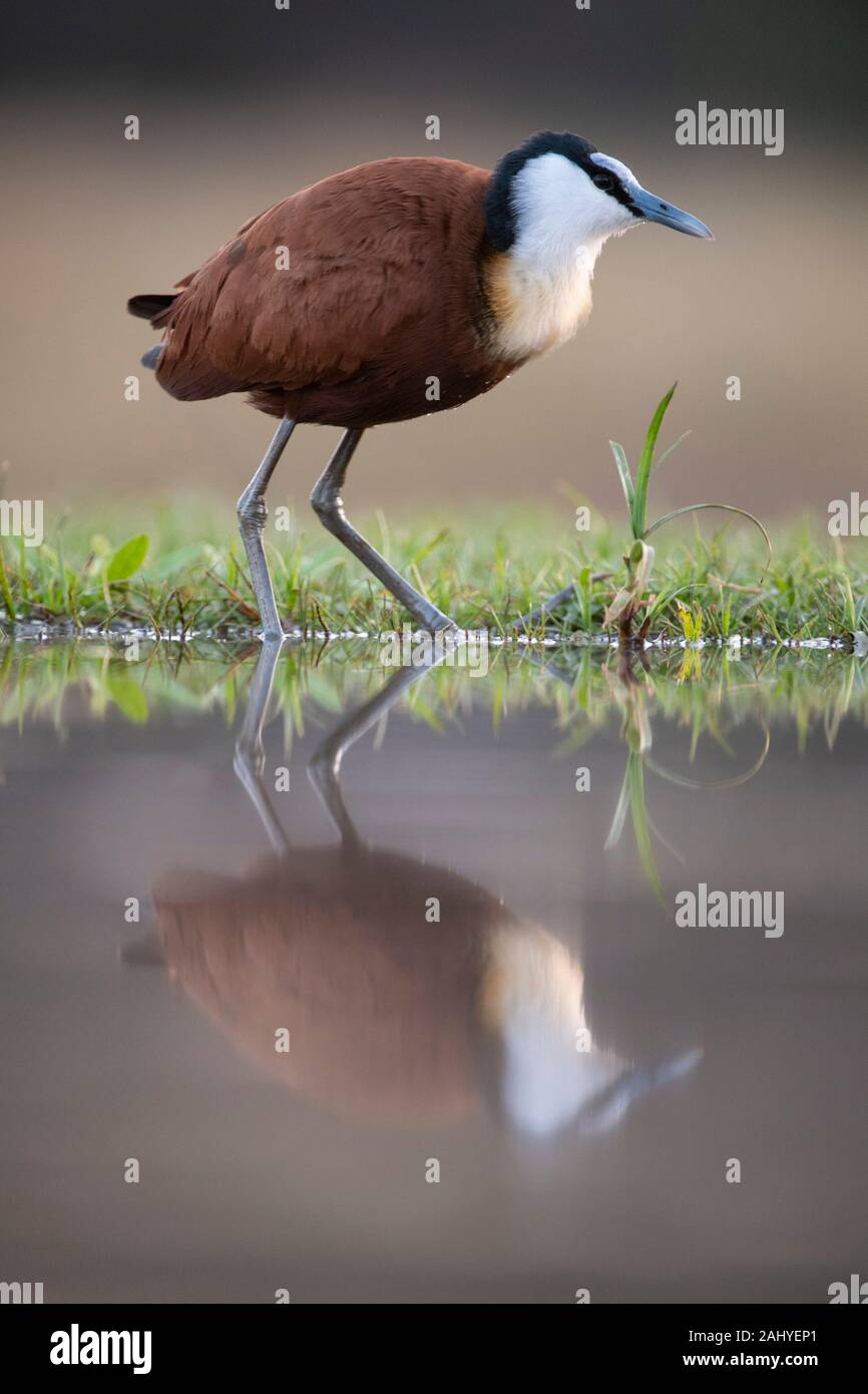 African jacana, Actophilornis africana, Zimanga Game Reserve, South ...
